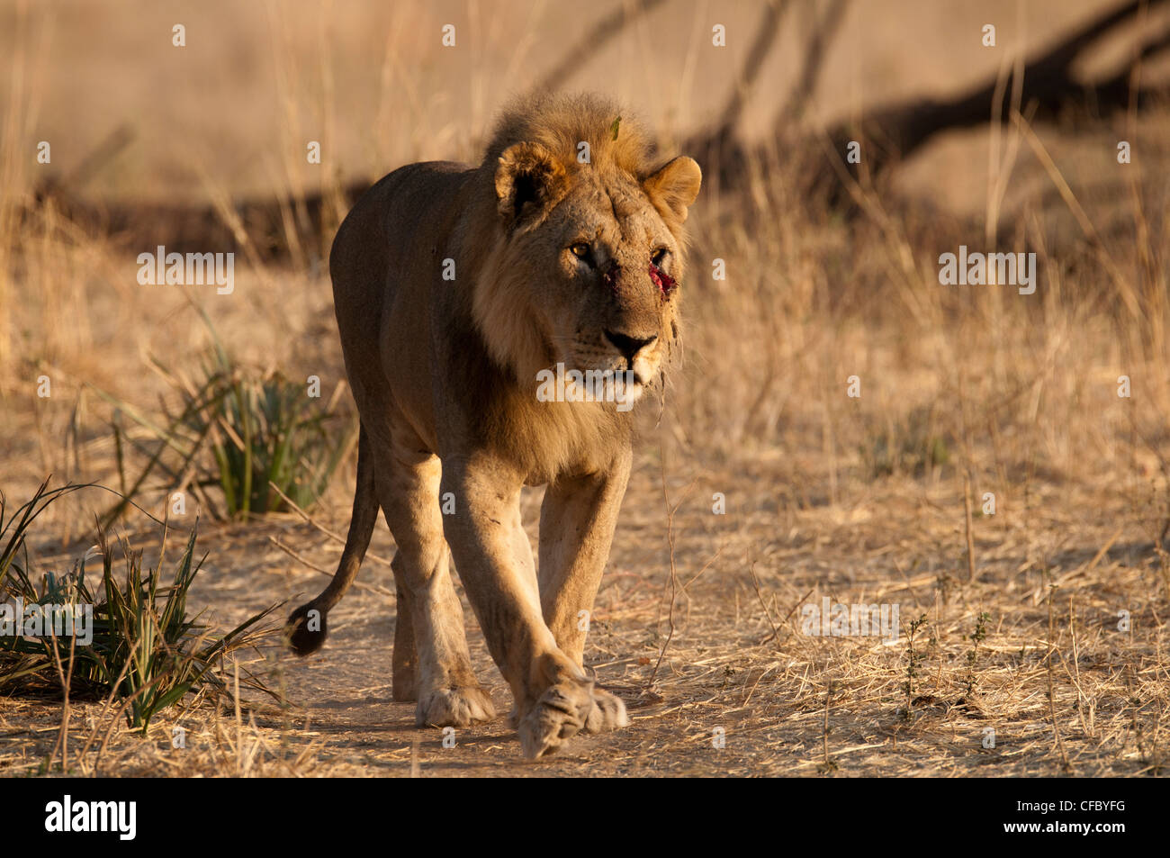 Male lion walking Stock Photo - Alamy
