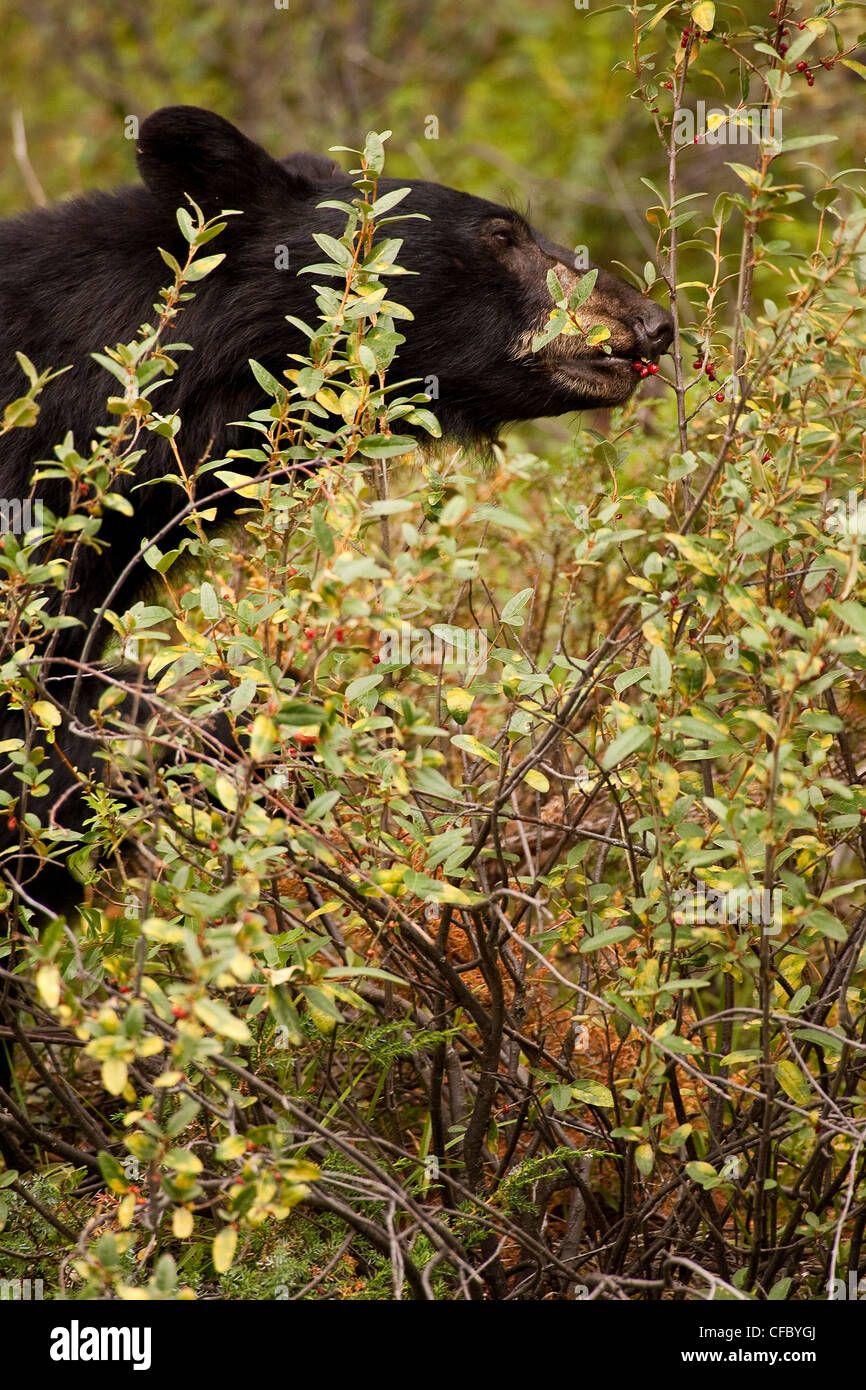 Black Bear (ursus americanus) eating berries from bush Stock Photo - Alamy