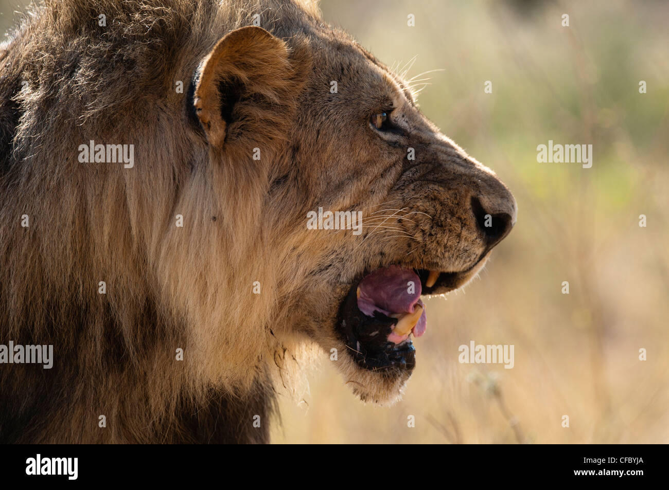 Male lion grimacing Stock Photo - Alamy