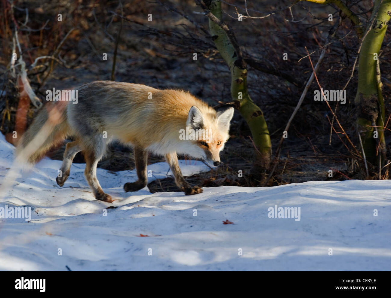 Red Fox (Vulpes vulpes), Southwest Alberta, Canada Stock Photo - Alamy