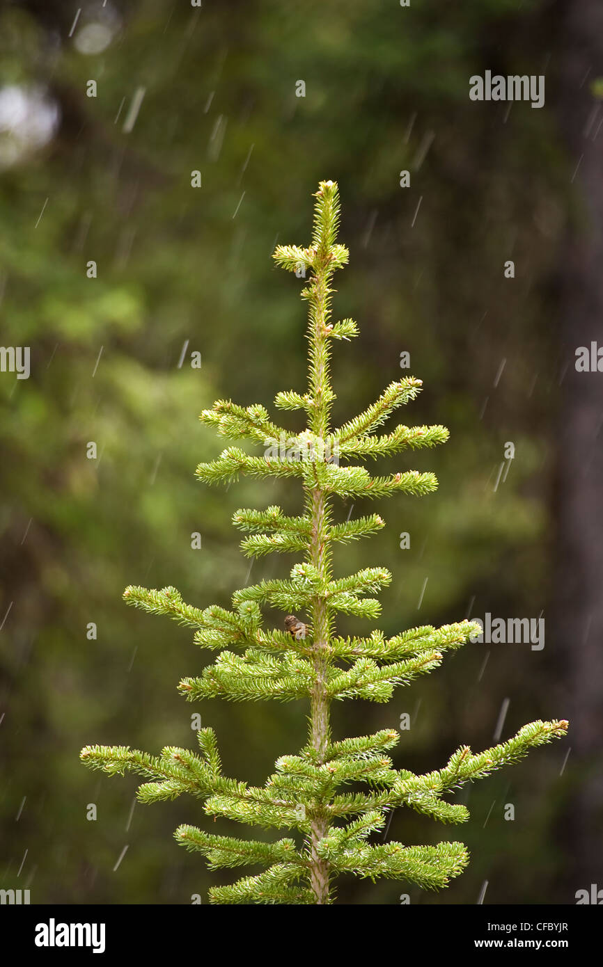 Falling snow and spruce tree Stock Photo - Alamy