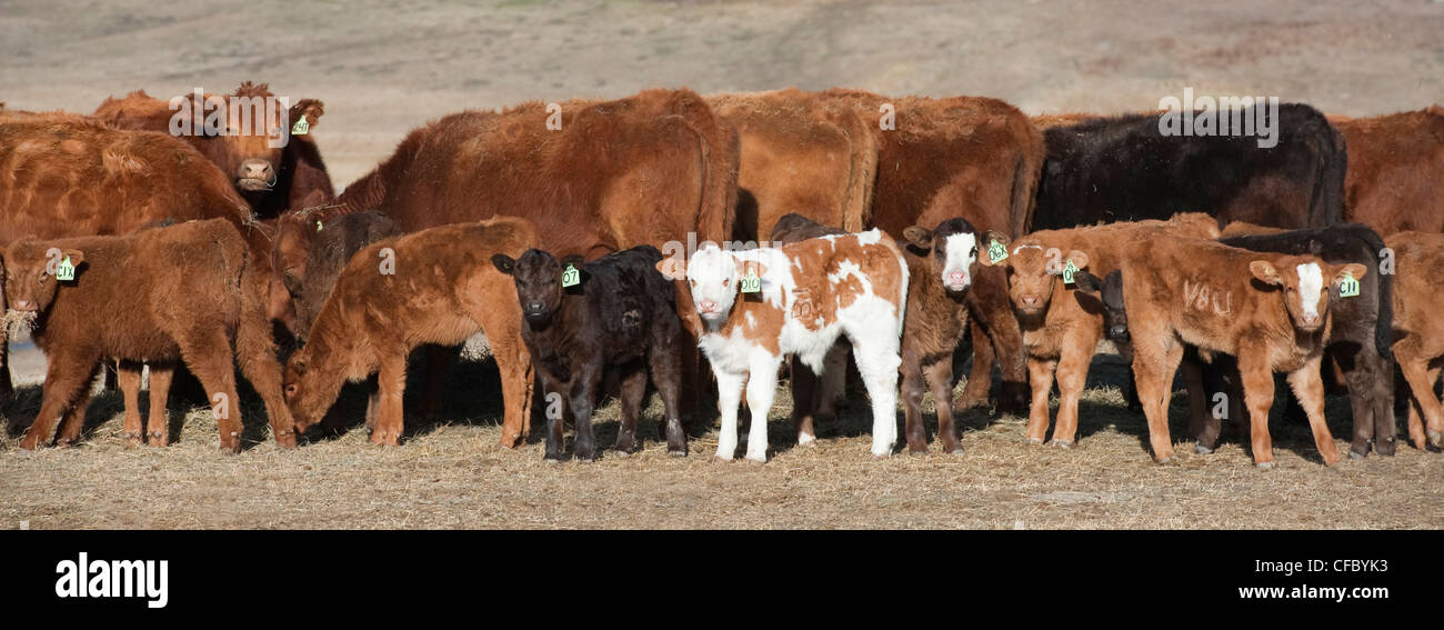 Cattle (Bos taurus), Cows and calves feeding, Southwest Alberta, Canada ...