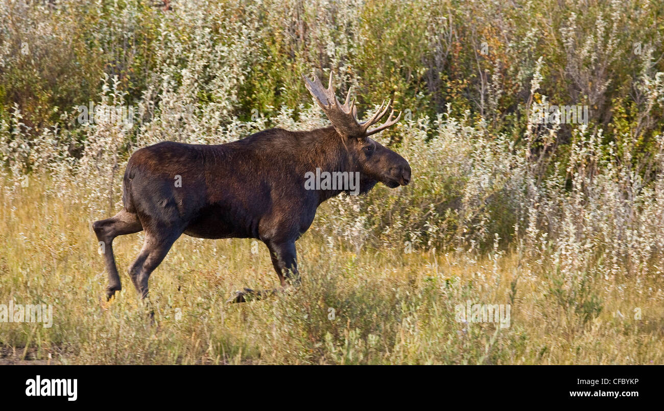 Bull Moose running by willow bushes, Jasper National Park, Alberta ...