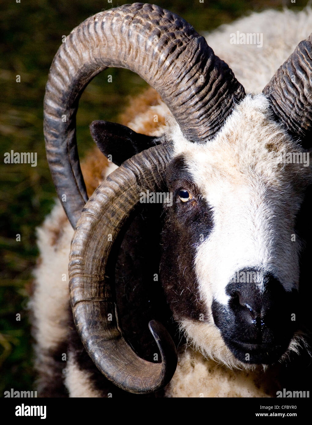 Large horns hi-res stock photography and images - Alamy