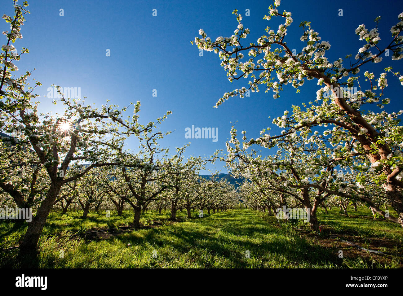 Blossoming cherry orchard, Keremeos, Okanagan Valley, BC, Canada Stock ...