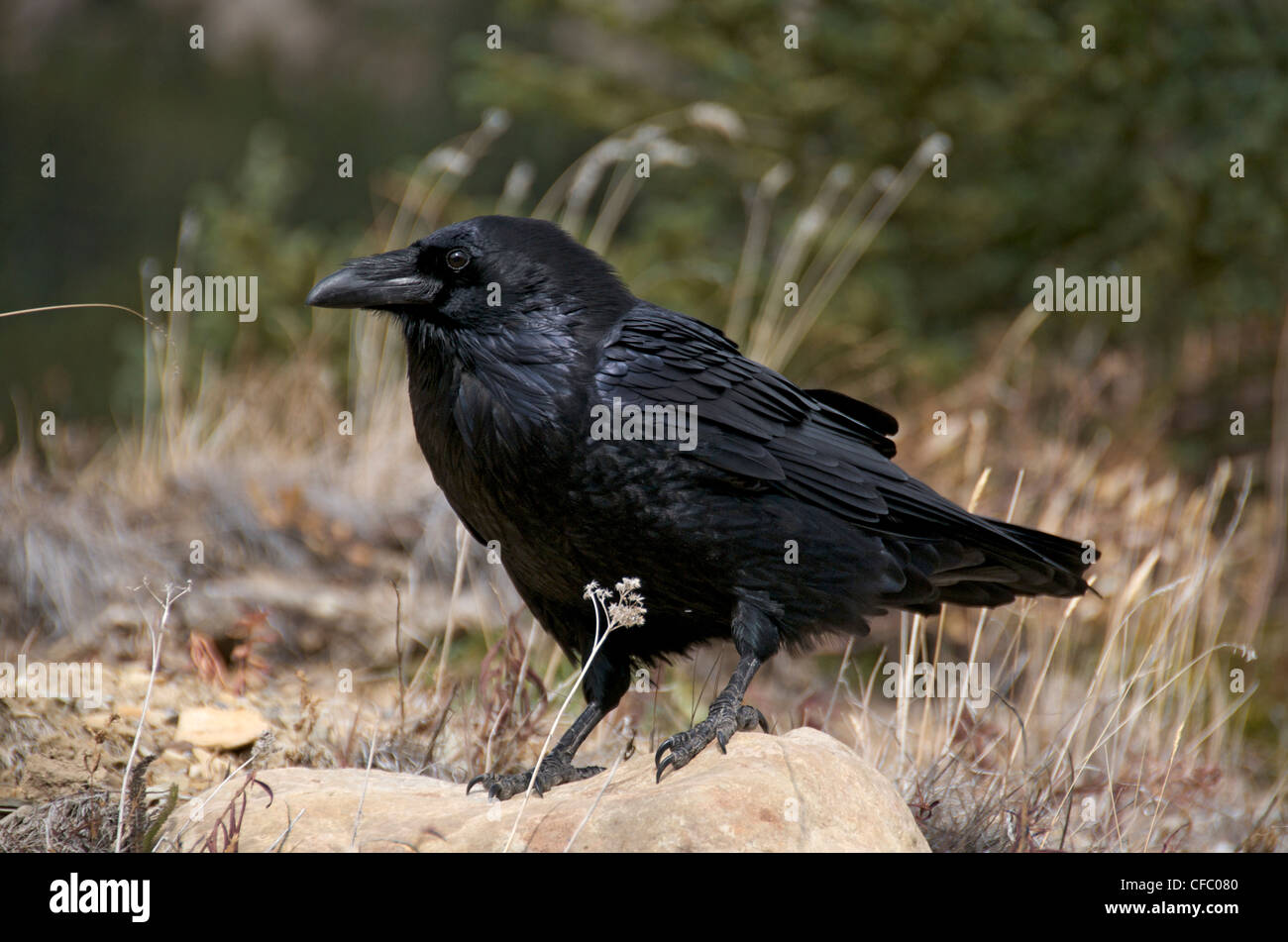 Adult raven corvus corax perched hi-res stock photography and images ...