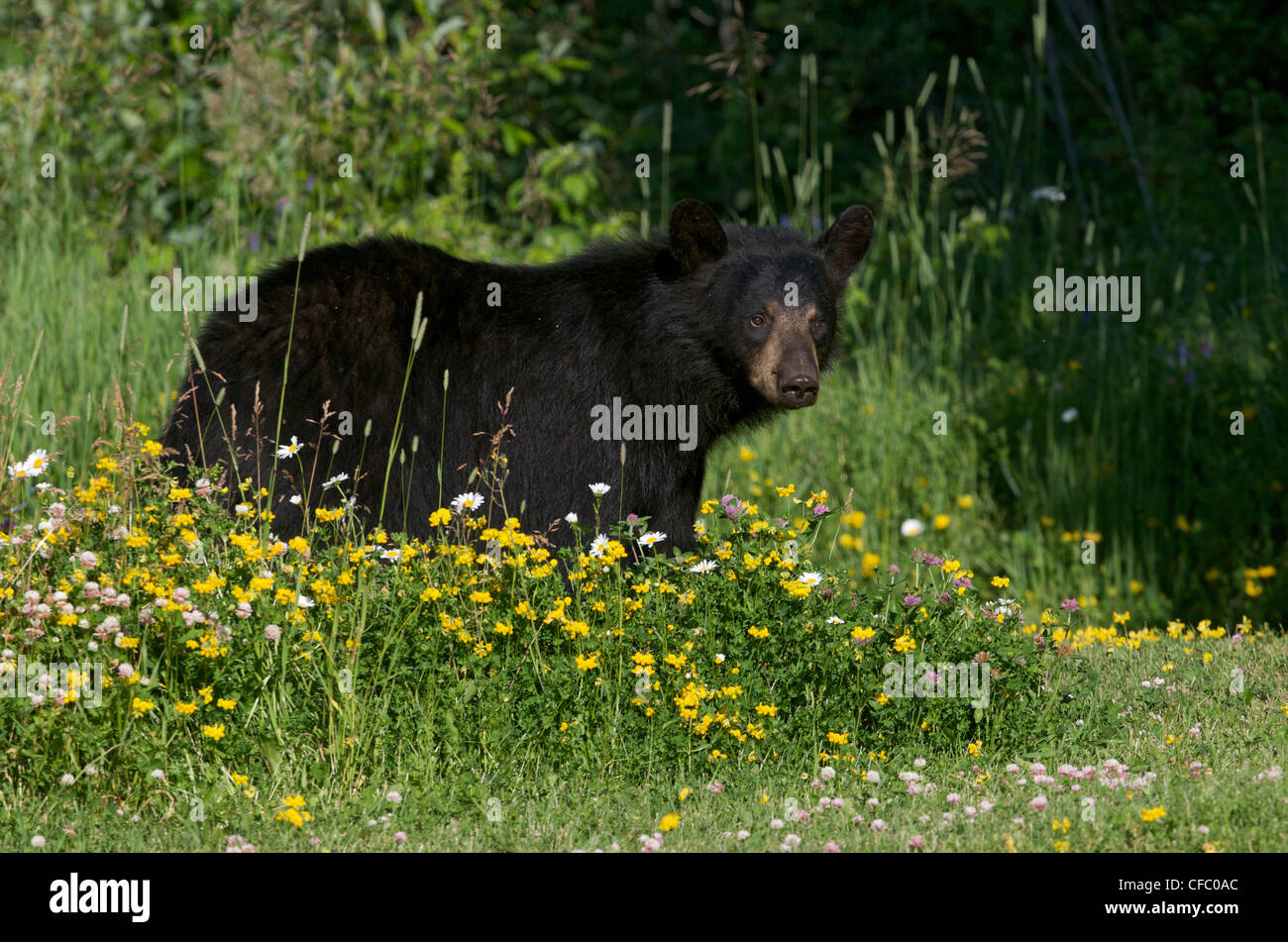 Wild Female/sow American black bear (Ursus americanus) standing in ...