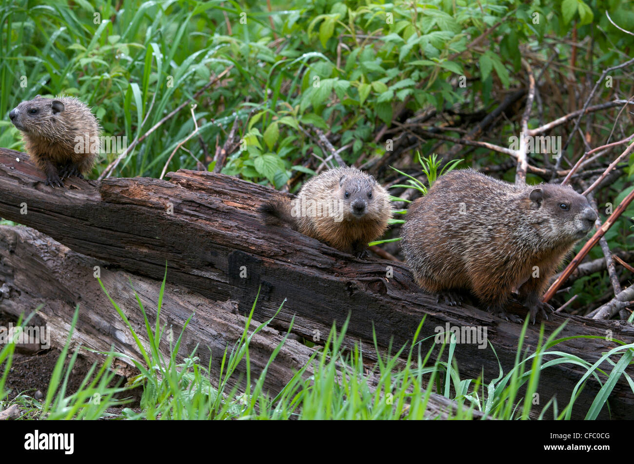 Groundhog monax female hi-res stock photography and images - Alamy