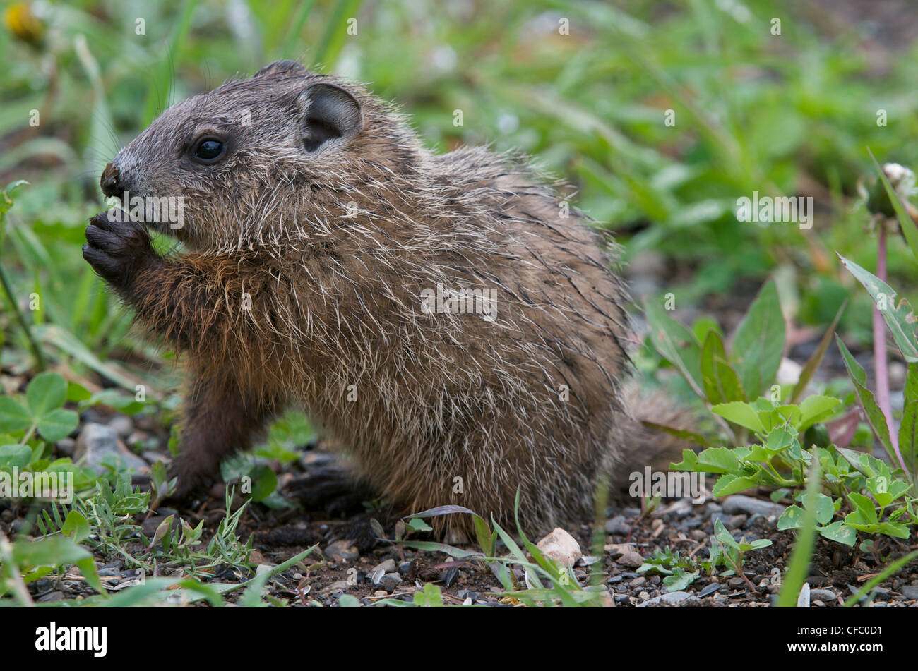 Woodchuck eating hi-res stock photography and images - Alamy