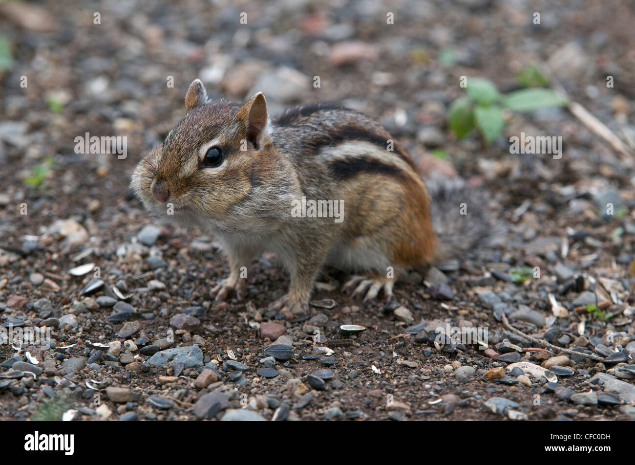 Chipmunk full cheeks hi-res stock photography and images - Alamy