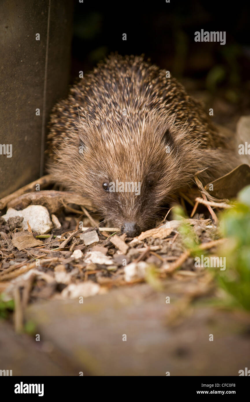 Cute hedgehog foraging hi-res stock photography and images - Alamy