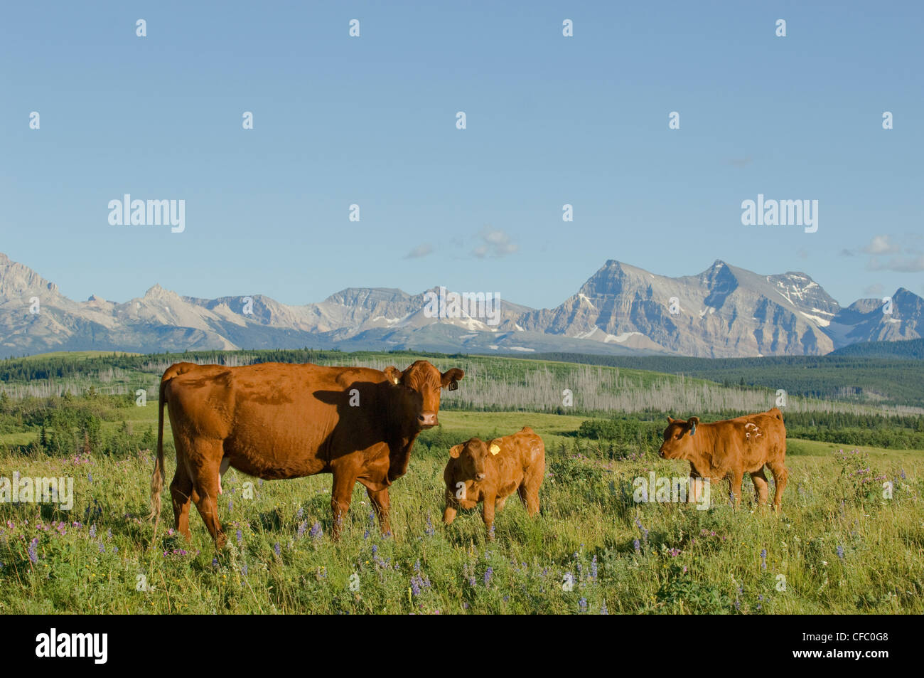 Red Angus (Bos taurus) Female with Young southwest Alberta Canada Stock ...