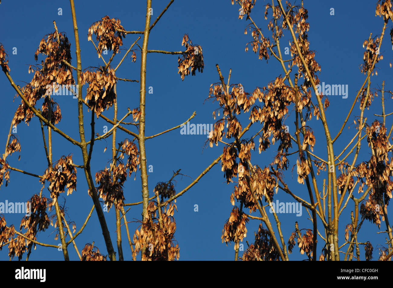Ash tree keys hi-res stock photography and images - Alamy