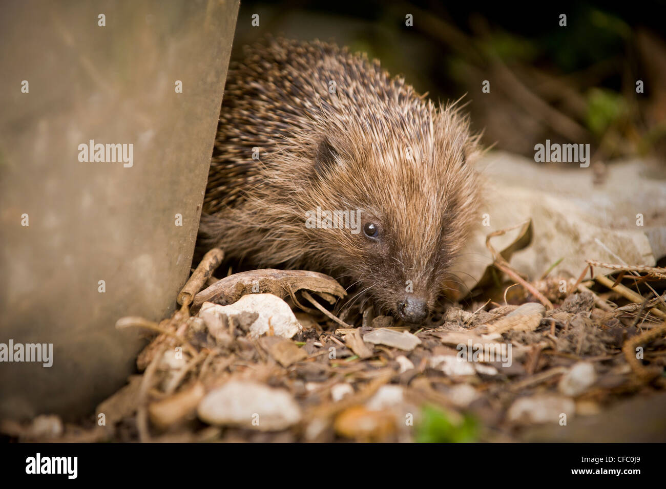 Closeup of an adult hedgehog foraging for food in a domestic UK garden ...