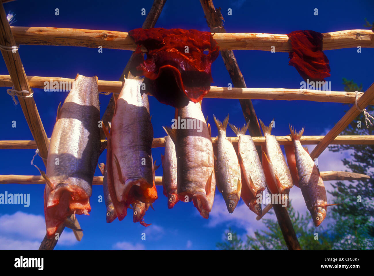 Caribou meat whitefish arctic char hi-res stock photography and images ...