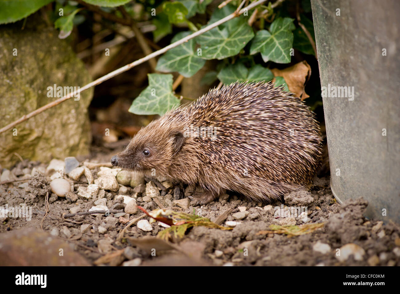 Closeup of an adult hedgehog foraging for food in a domestic UK garden ...