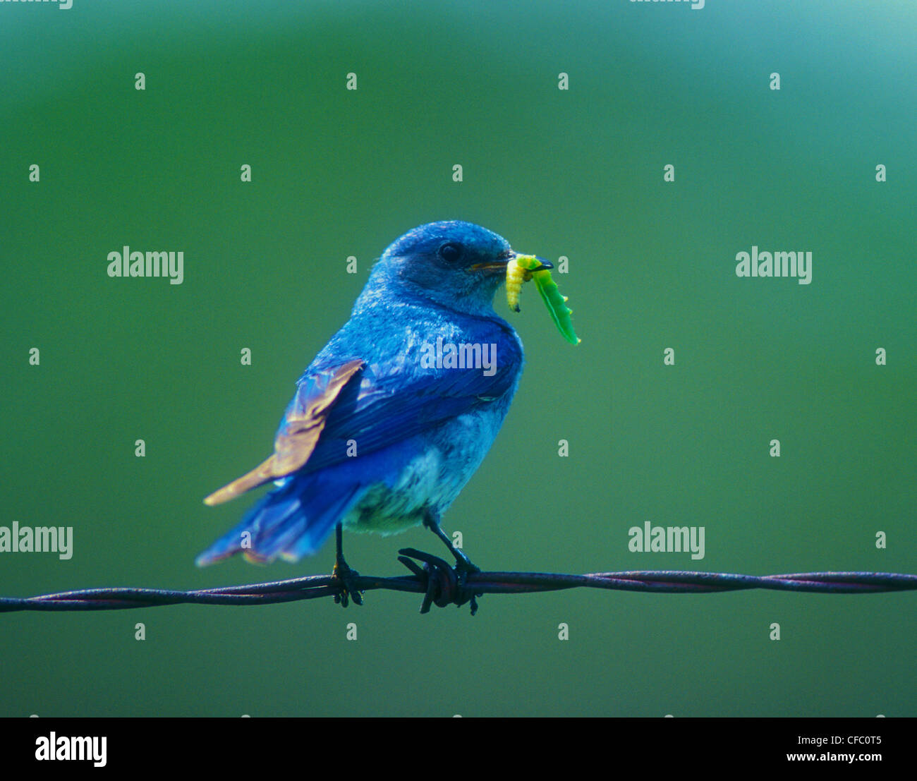 Mountain Bluebird (male)- (Sialia currucoides Stock Photo - Alamy