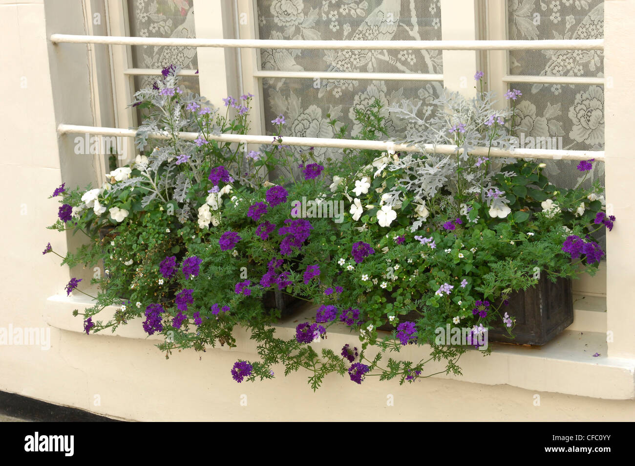 A window box with white and purple flowers Stock Photo - Alamy