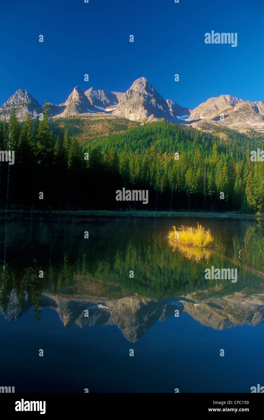 Reflected lizard hi-res stock photography and images - Alamy