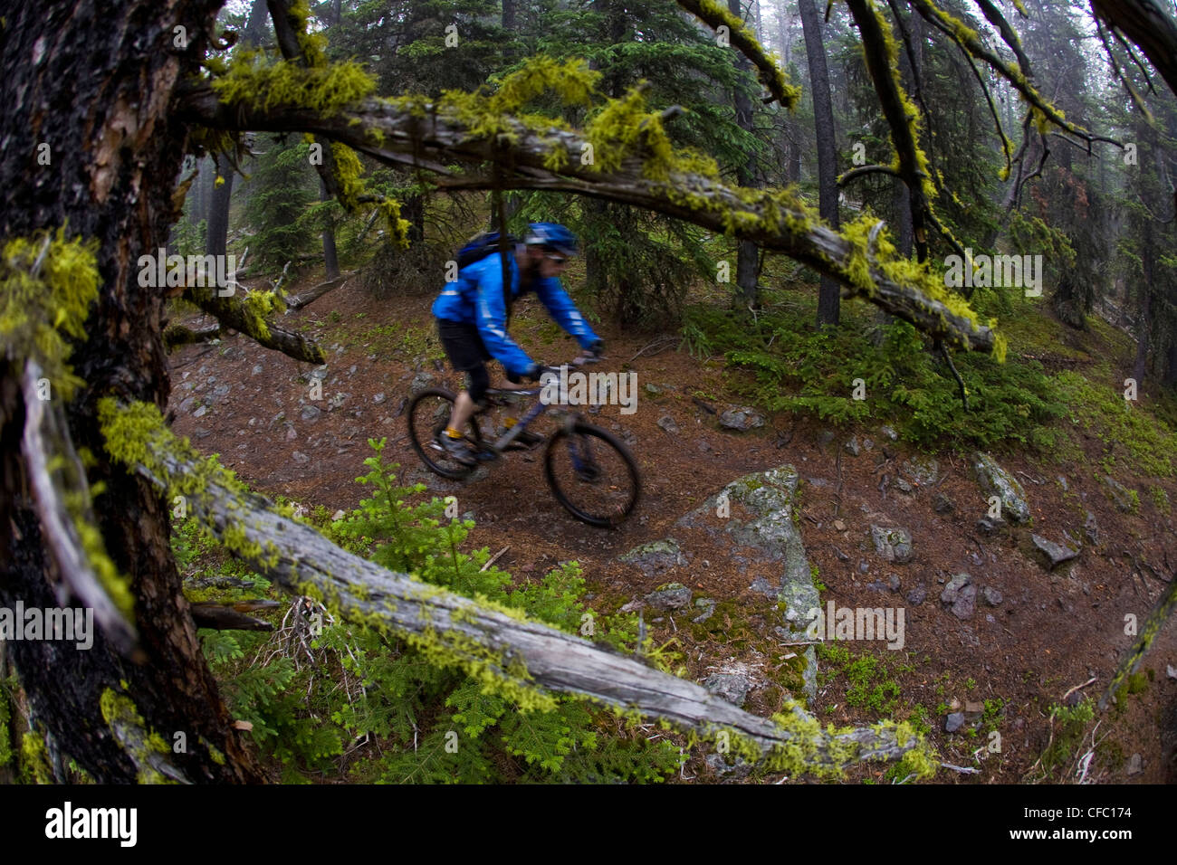 A mountain biker riding single track track of Jumping Pond Ridge in ...