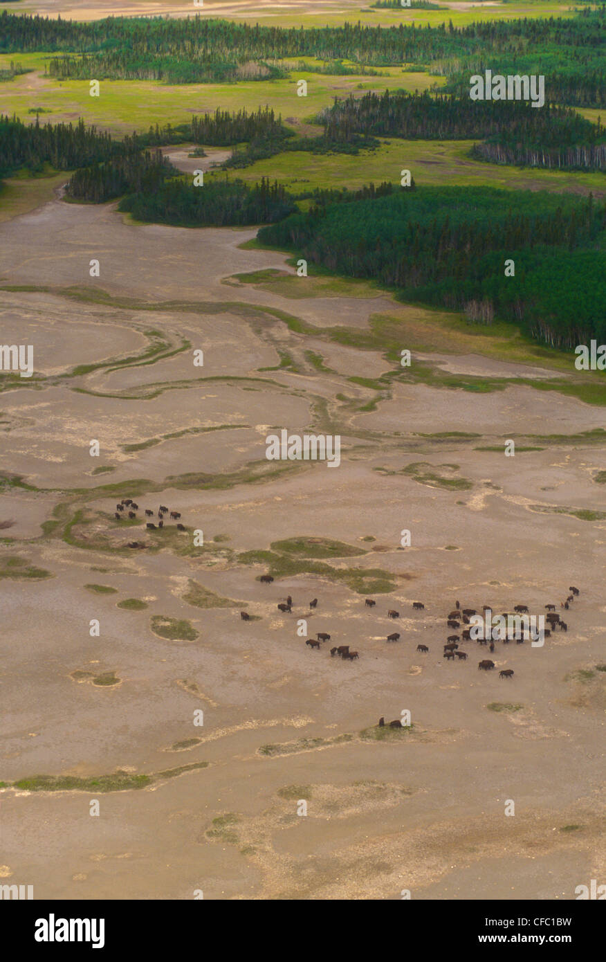 Wood Bison (Bison bison) - Wood Buffalo National Park, NWT. (aerial ...