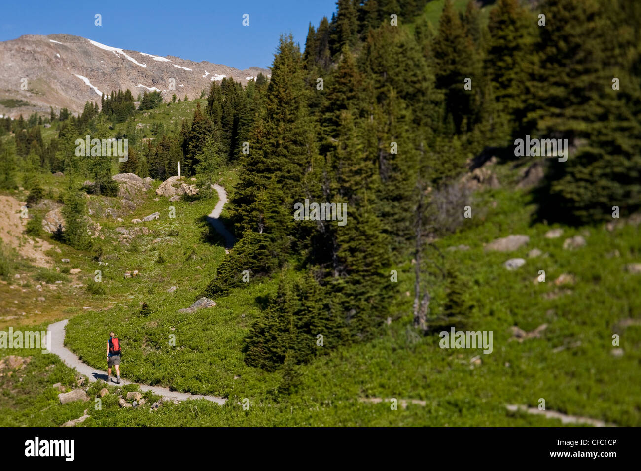A hiker exploring the trails of Sunshine Meadows, Banff National Park, AB Stock Photo - Alamy