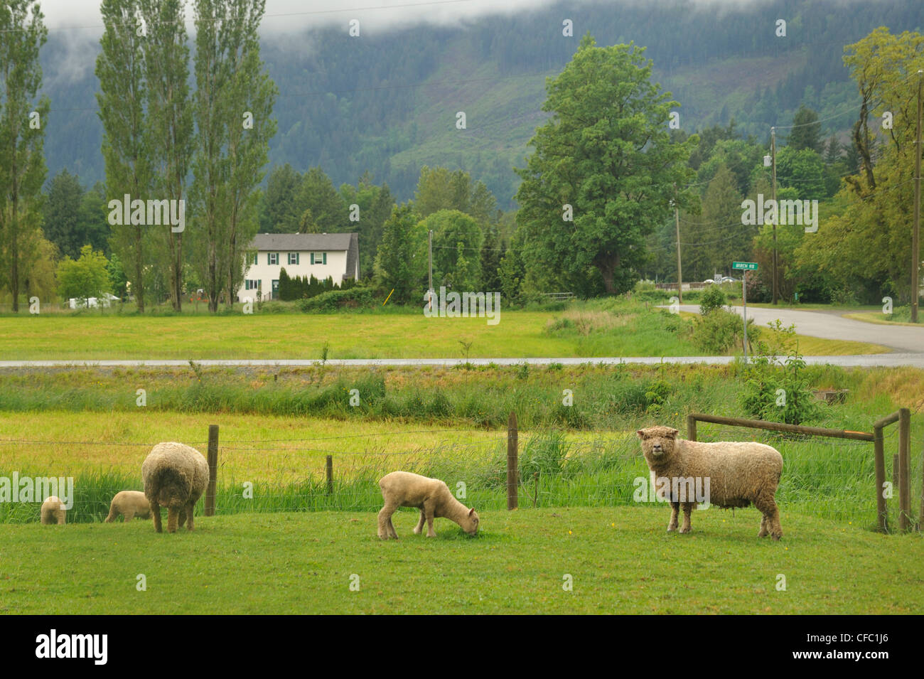 sheep with lambs on farm near Harrison Hotsprings, Fraser Valley ...