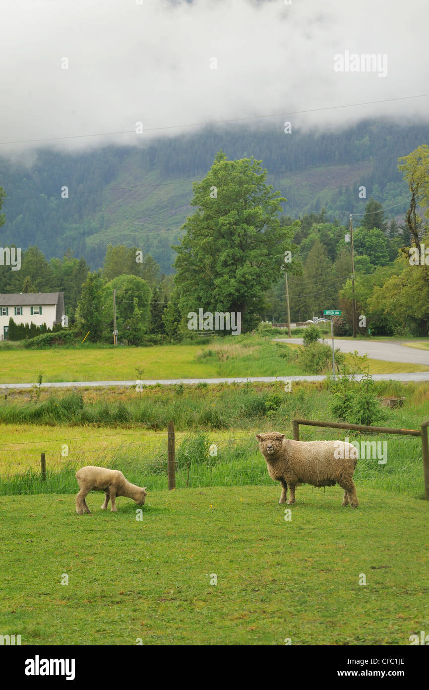 sheep with lamb on farm near Harrison Hotsprings, Fraser Valley ...