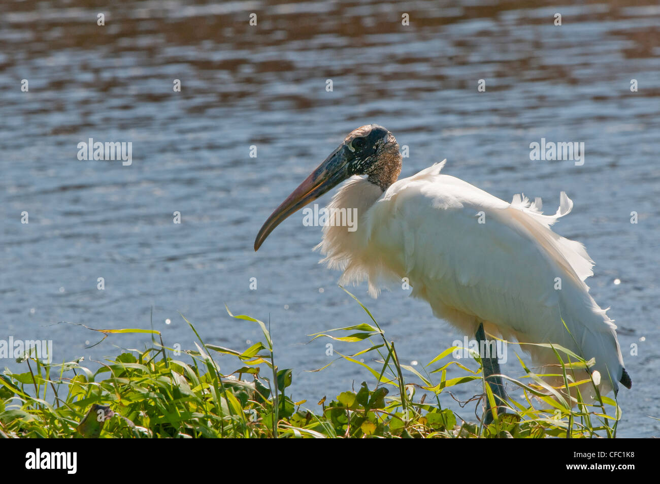 Wood stork florida hi-res stock photography and images - Alamy