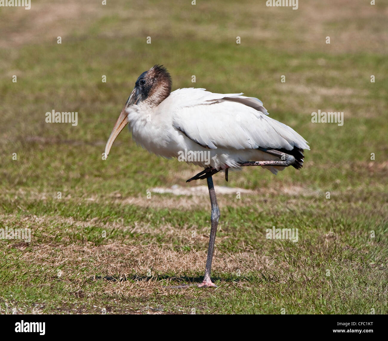 Wood stork florida hi-res stock photography and images - Alamy