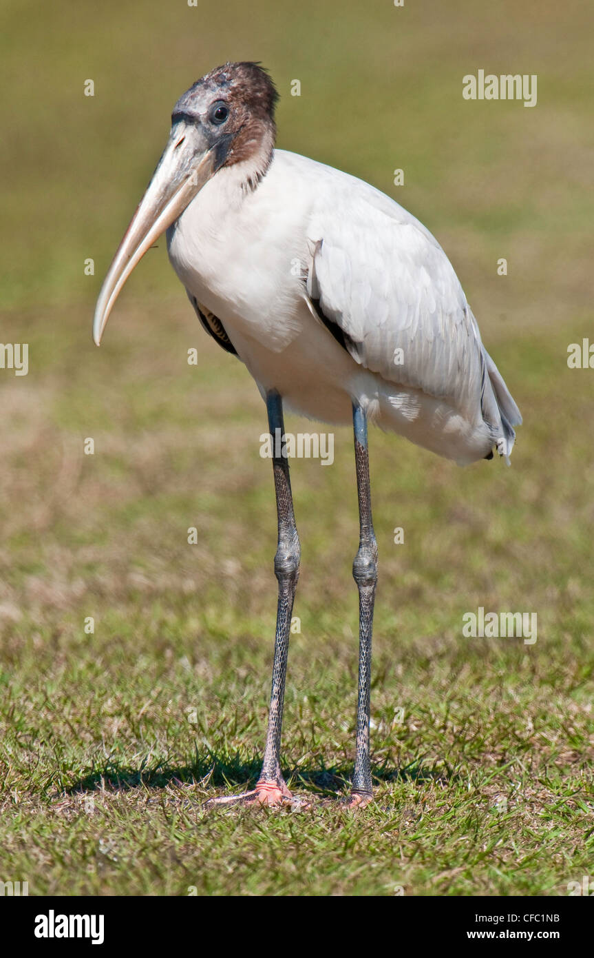 Wood stork florida hi-res stock photography and images - Alamy