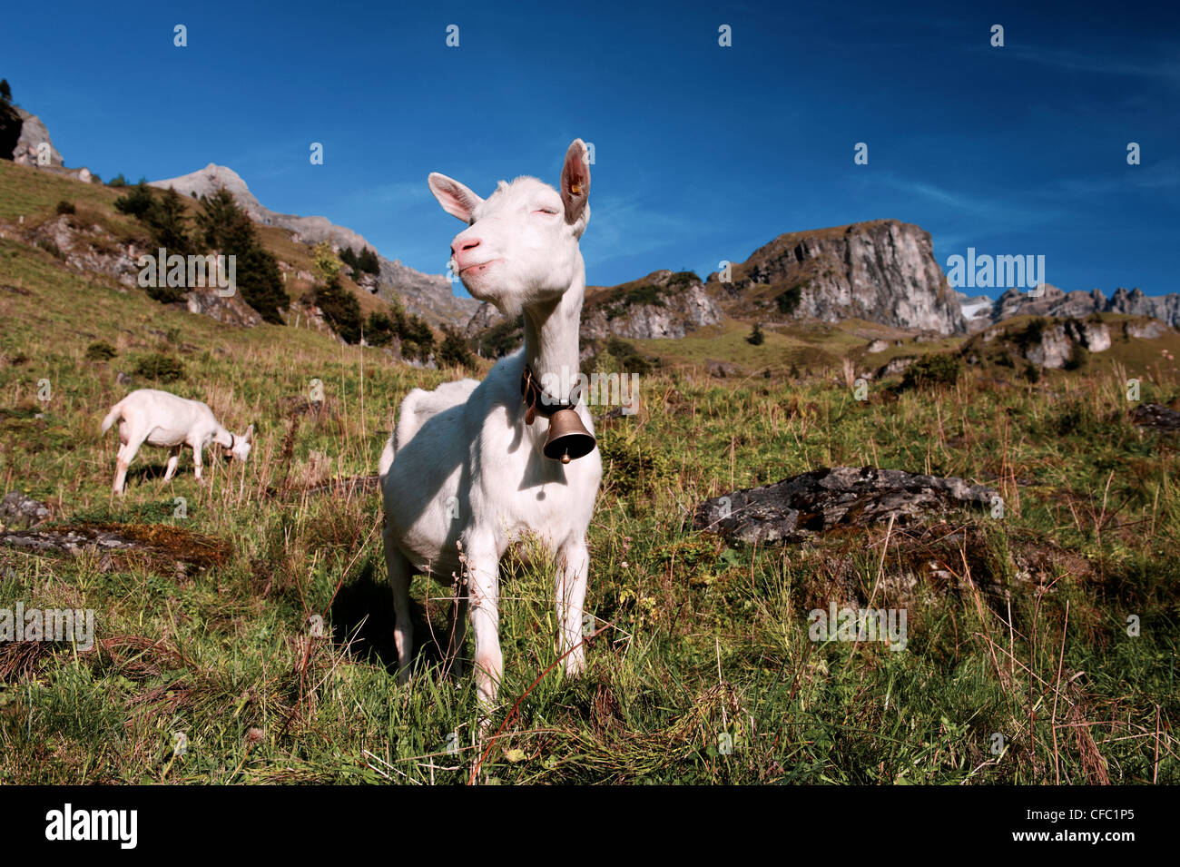 Alpine pasture hi-res stock photography and images - Alamy