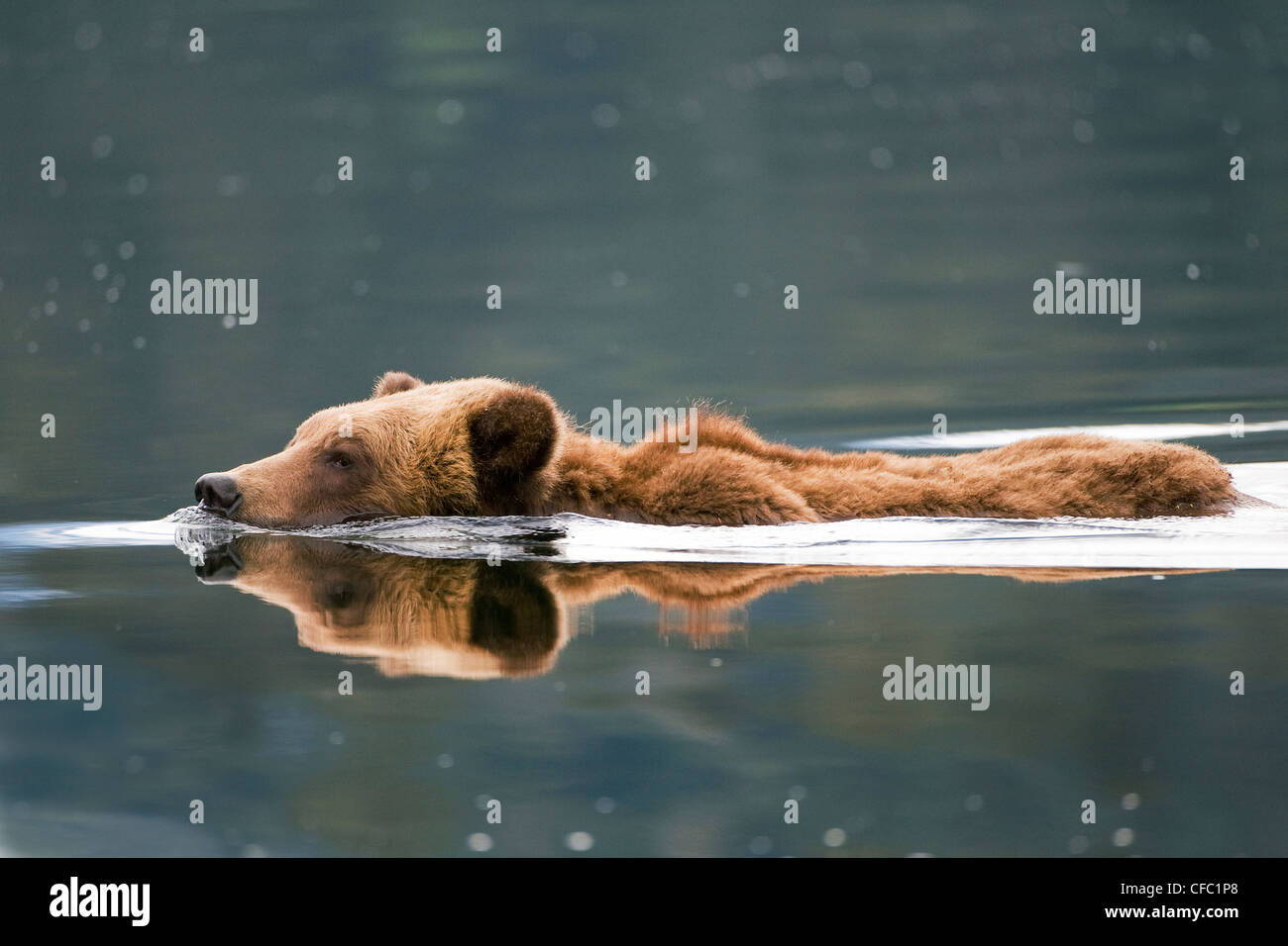 Long bear hi-res stock photography and images - Alamy