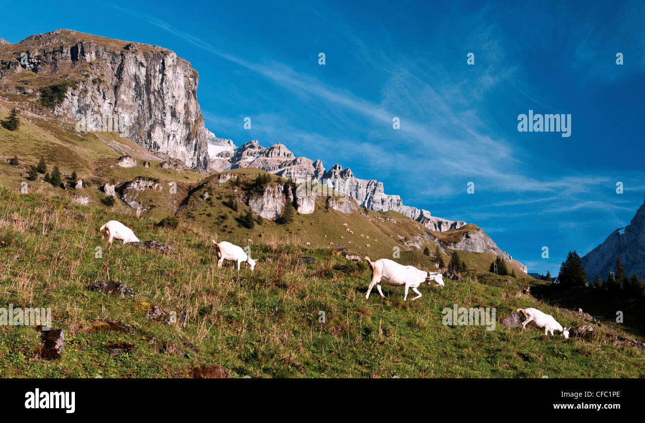 alp, Alps, alpine pasture, alpine farming, mountain landscape ...
