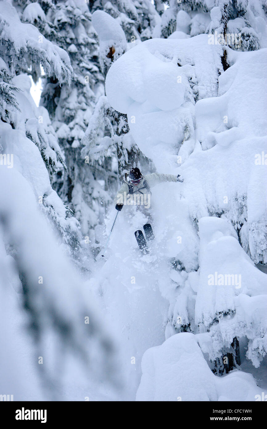 Whistler Backcountry, skier jumping through powder in trees Stock Photo ...