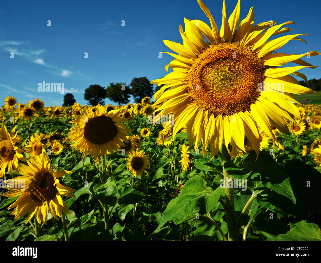 Family asteraceae compositae hi-res stock photography and images - Alamy