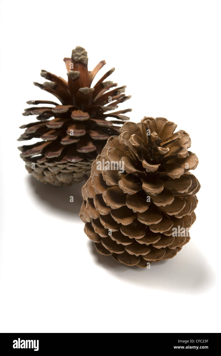 Open cones Cut Out Stock Images & Pictures - Alamy