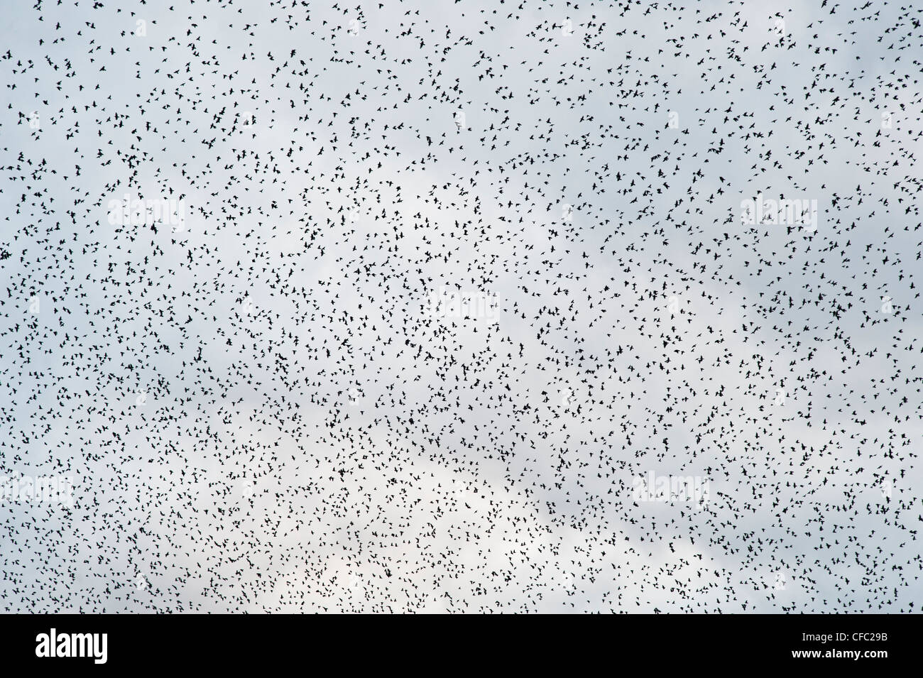 a flock of starlings a bird birds flock flying roost roosting starling ...