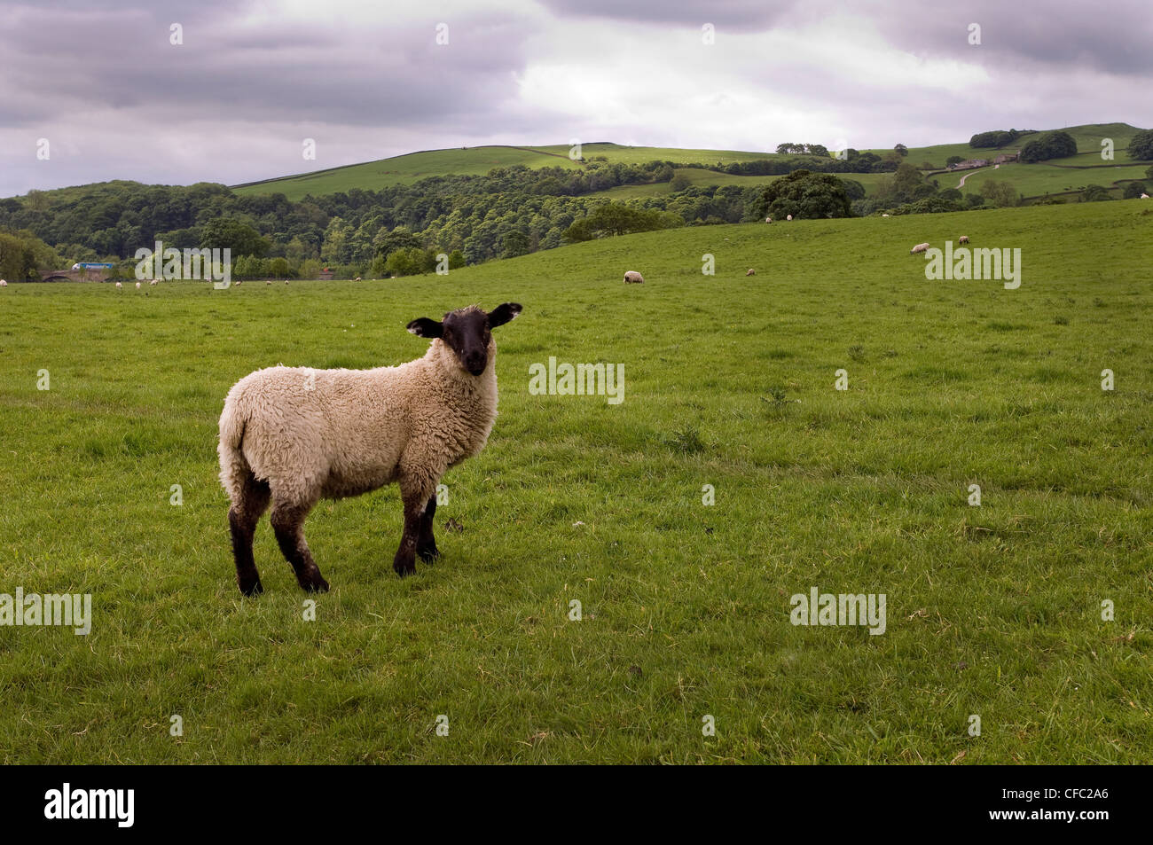 lone sheep in field Stock Photo - Alamy