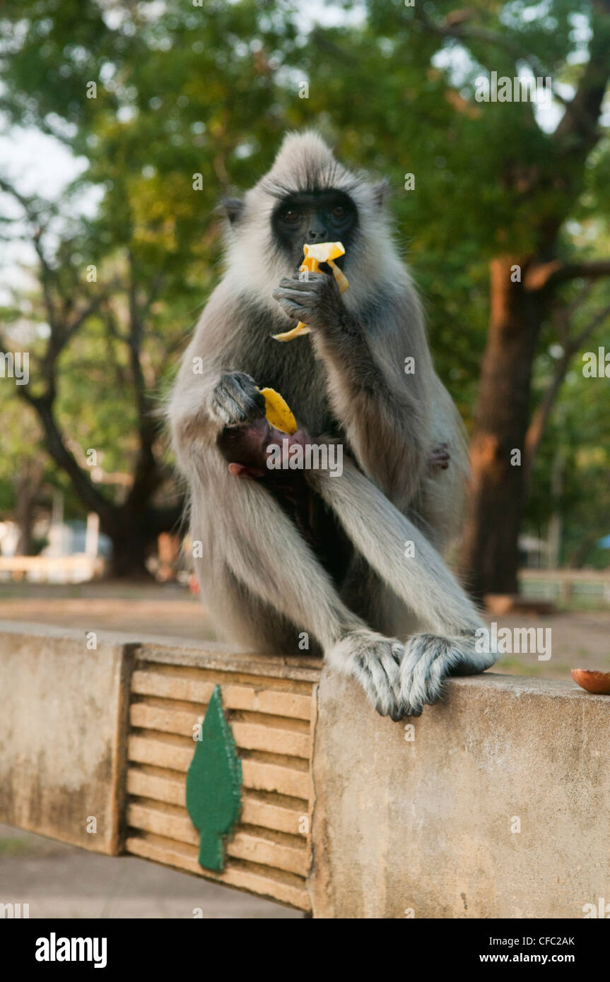 Animal monkey sri lanka hi-res stock photography and images - Alamy