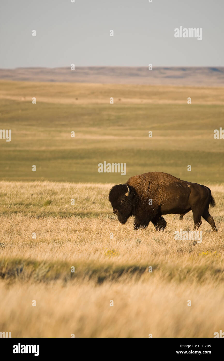 Free roaming bull bison in Grasslands National Park, Saskatchewan Stock ...