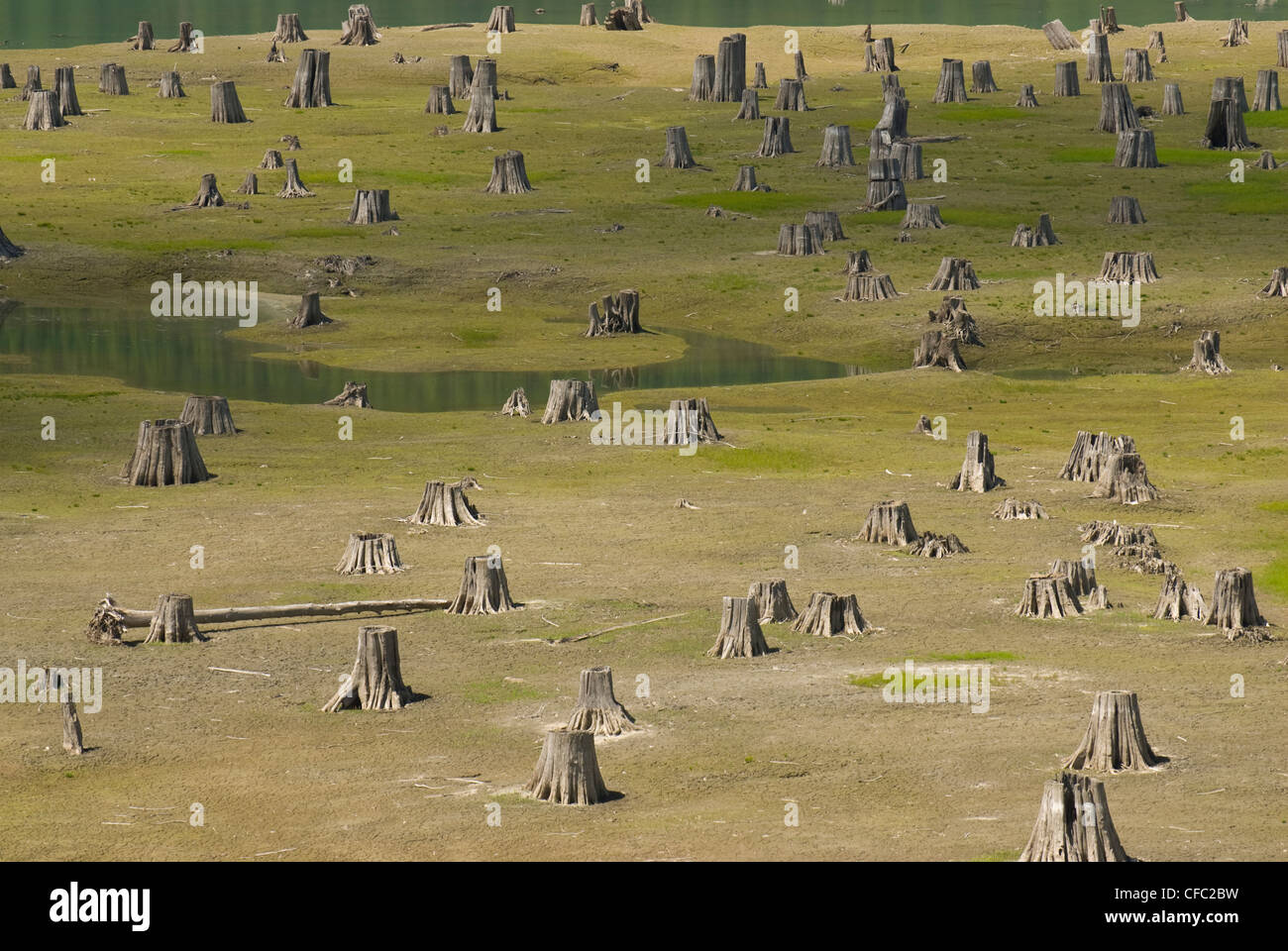 A clearcut old-growth forest on the Duncan River, British Columbia ...