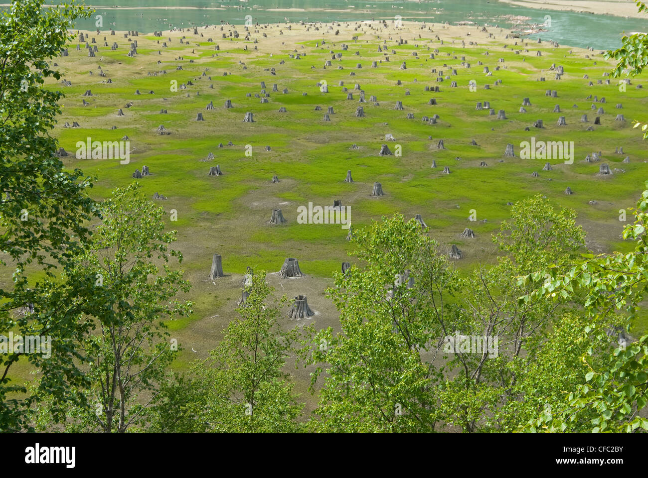 A clearcut old-growth forest on the Duncan River, British Columbia ...