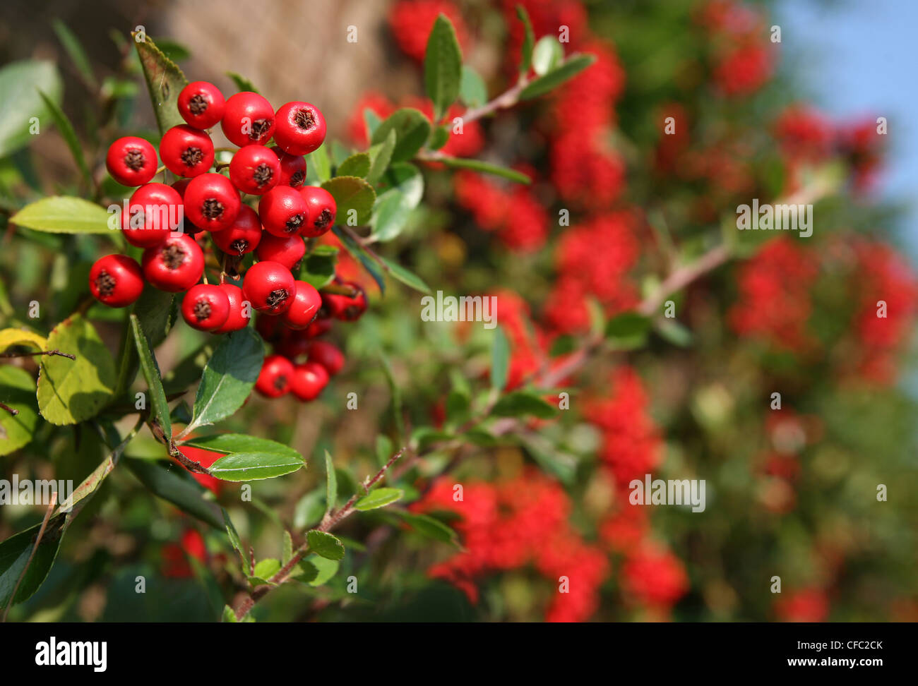 Pyracantha 'Red Column' Stock Photo - Alamy