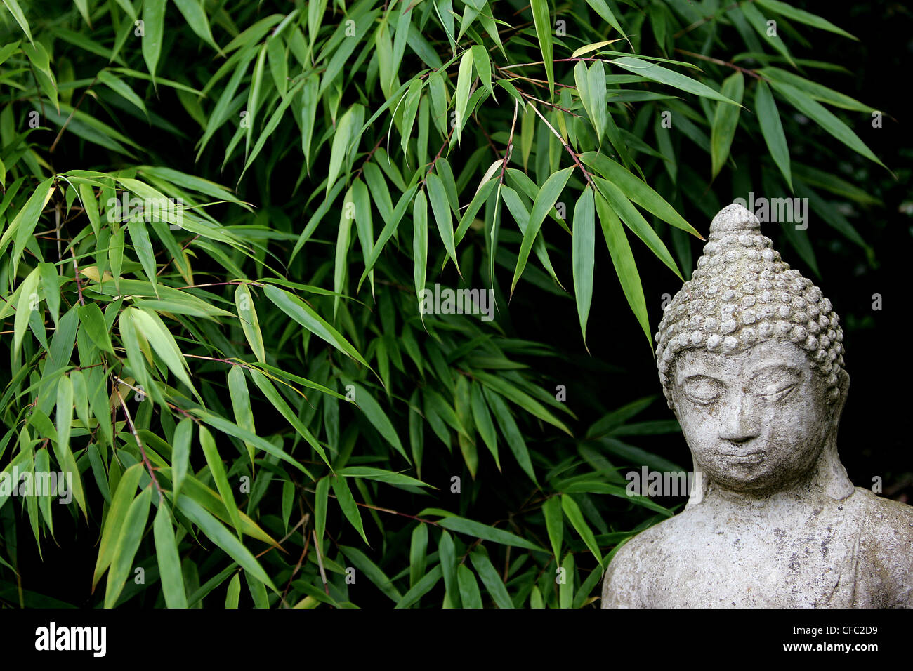 Fargesia Murieliae 'Simba' Bamboo and a buddha statue Stock Photo - Alamy