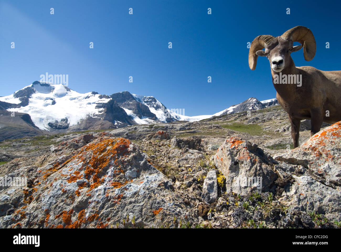 A Rocky Mountain Bighorn Sheep poses in front of Mount Athabasca, on ...