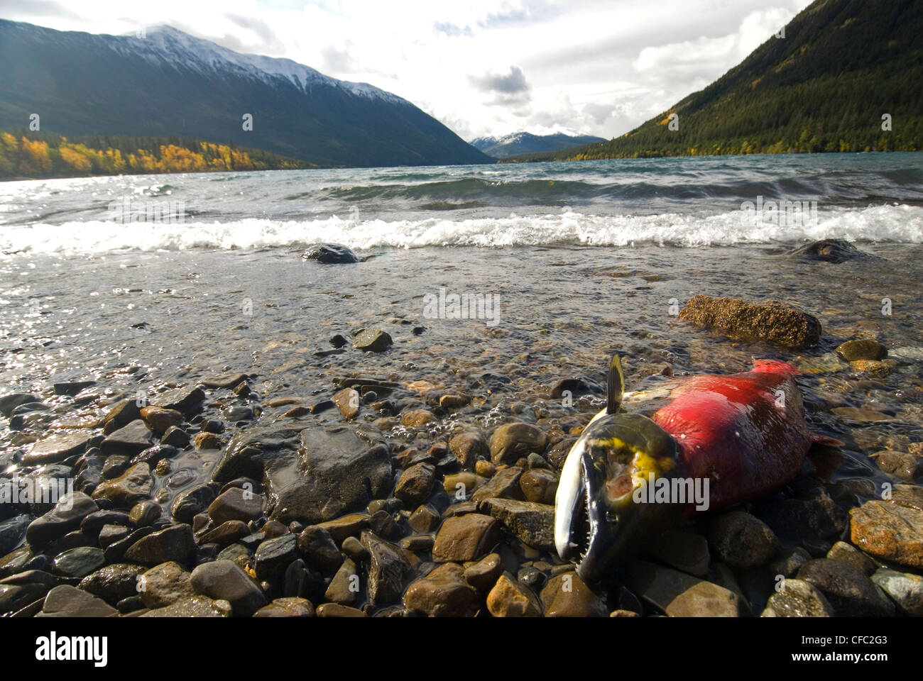 Dead salmon spawing hi-res stock photography and images - Alamy