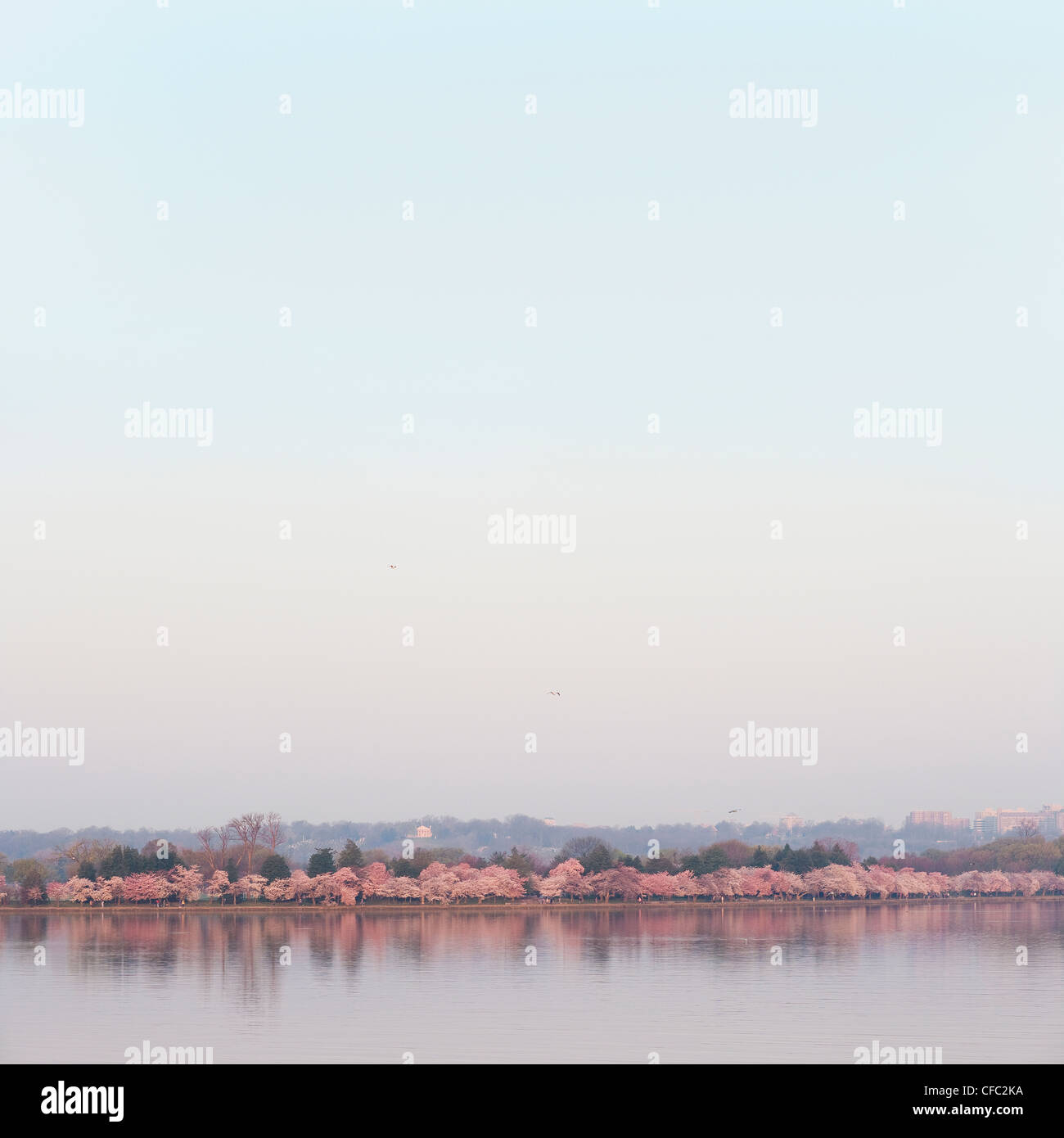 Trees in Peak Bloom all around the Tidal Basin in Washington DC during ...