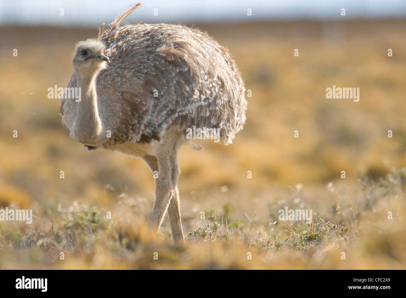 Darwin's Rhea near Punta Arenas, Chile Stock Photo - Alamy