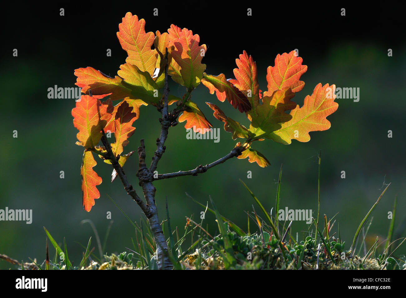 A stunted oak tree in Spring UK Stock Photo - Alamy